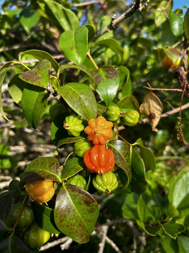 Surinam Cherry from Bermuda Institute of Ocean Sciences, Bermuda, BM on April 22, 2024 at 05:46 ...