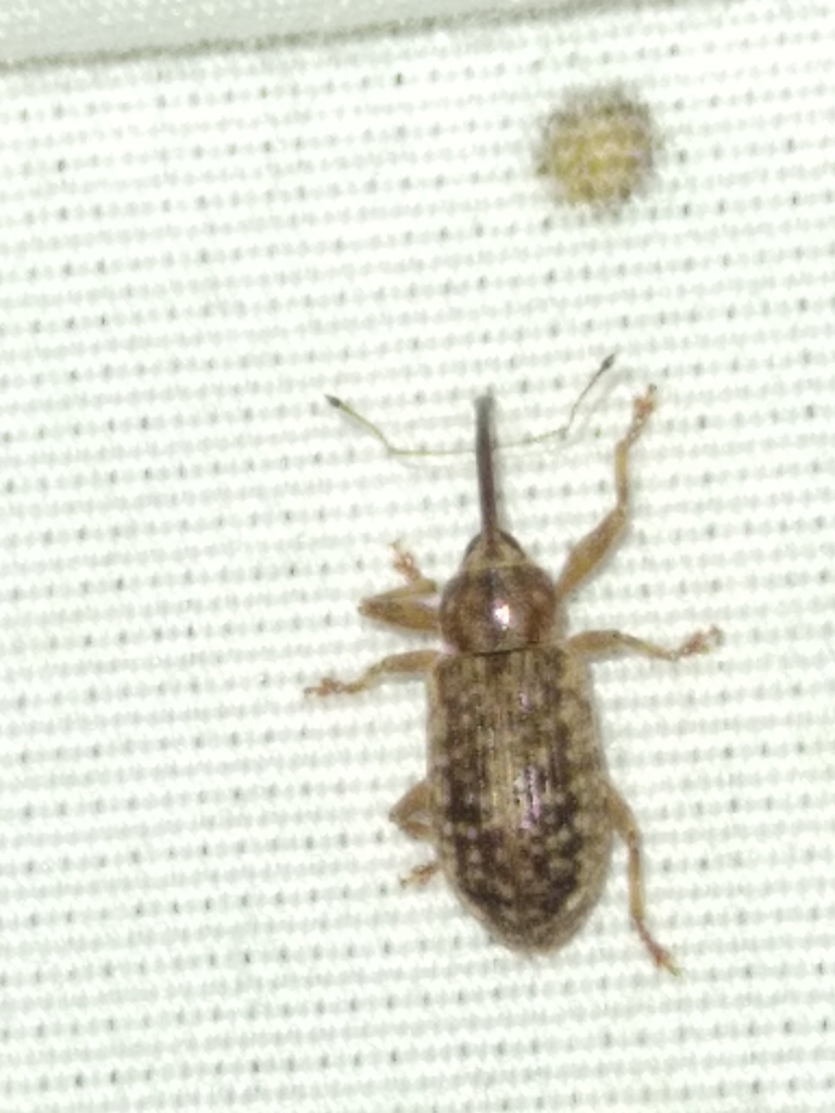 Willow Weevils from Norman, OK 73026, USA on April 22, 2024 at 11:12 PM ...