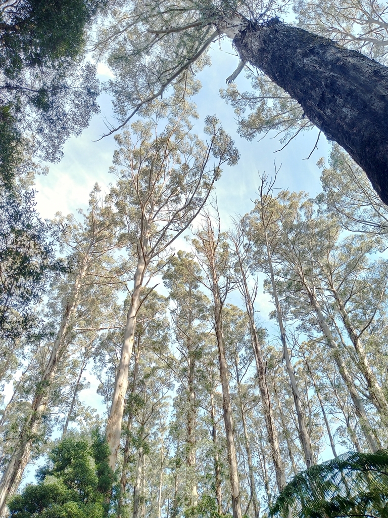 Australian Mountain Ash from Sherbrooke VIC 3789, Australia on April 23 ...