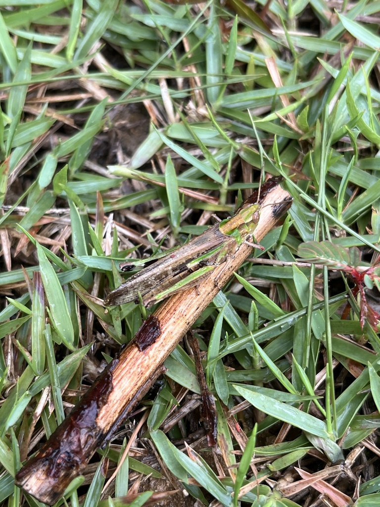 Aiolopus thalassinus tamulus in April 2024 by Nakatada Wachi · iNaturalist