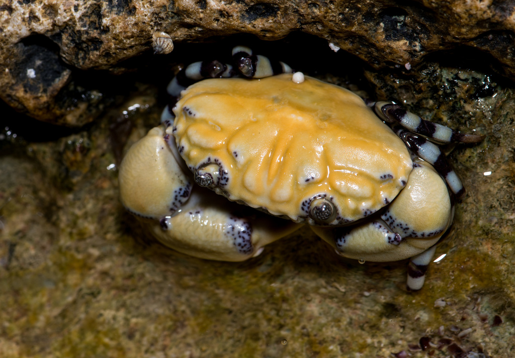 Ringed foot crab (Decapoda (crabs) of the British Indian Ocean ...