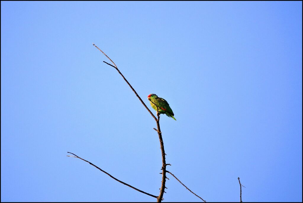 Red-crowned Parrot in April 2024 by johnnyrhomboid · iNaturalist