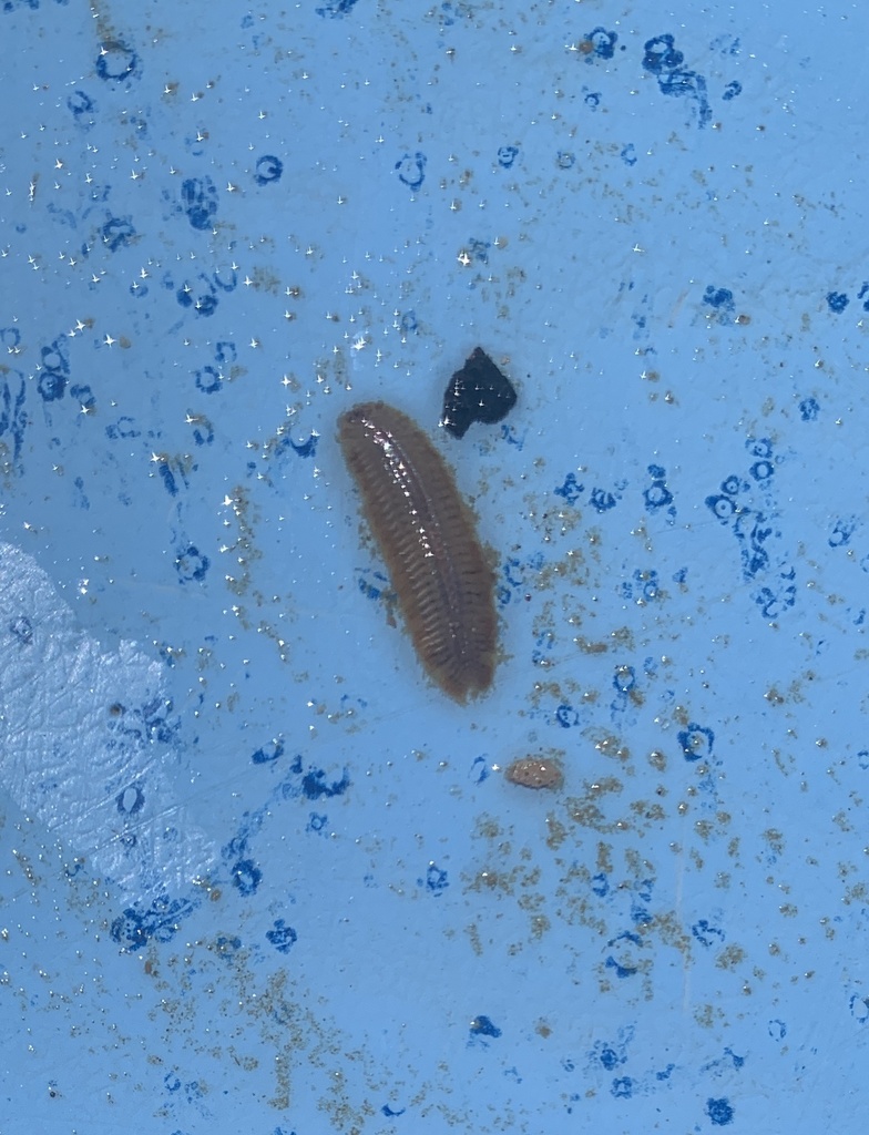 Scaleworms from Bahía de Los Angeles, MX on April 20, 2024 at 12:27 PM ...