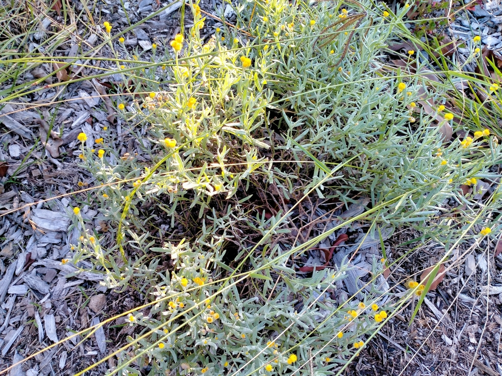 Common Everlasting from Opposite 2 Centennial Drive, The Ponds NSW 2769 ...
