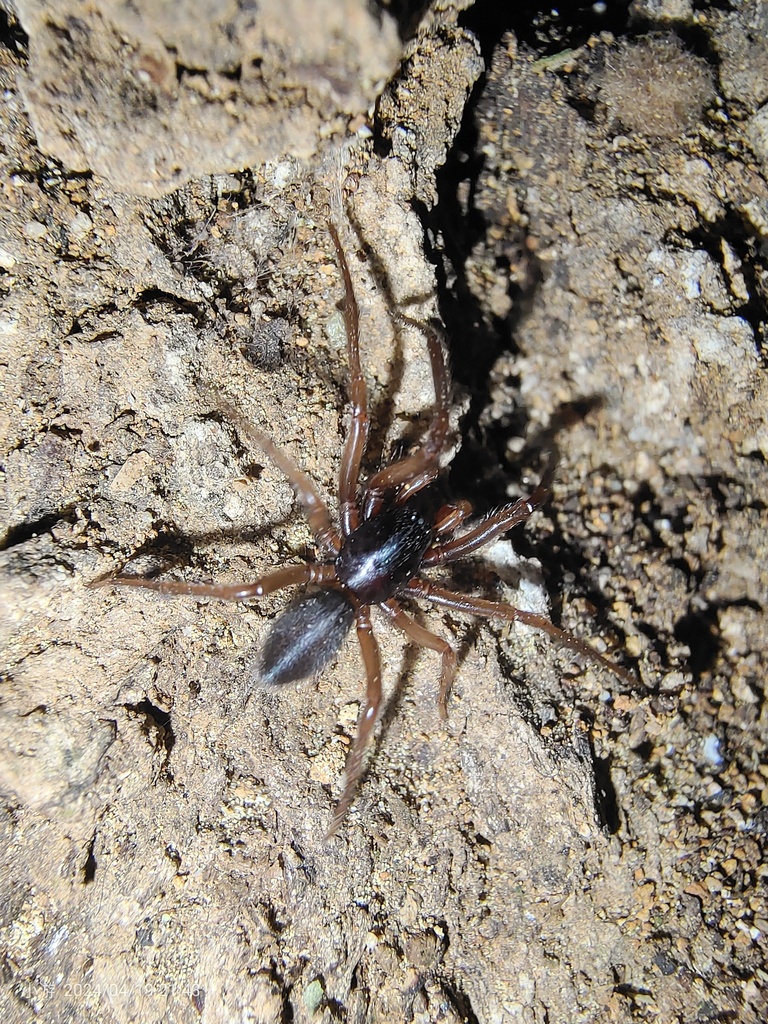 Tube-web Spiders from 中国云南省昆明市西山区 on April 19, 2024 at 09:43 PM by 游 ...