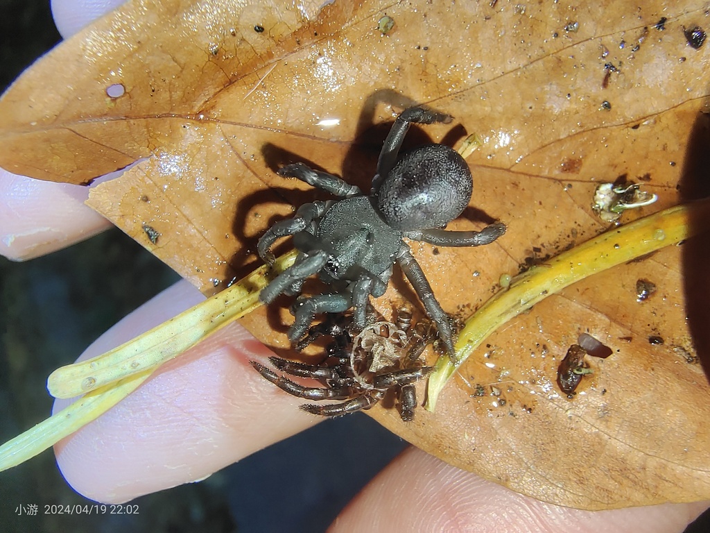 Conothele from 中国云南省昆明市西山区 on April 19, 2024 at 10:02 PM by 游 · iNaturalist