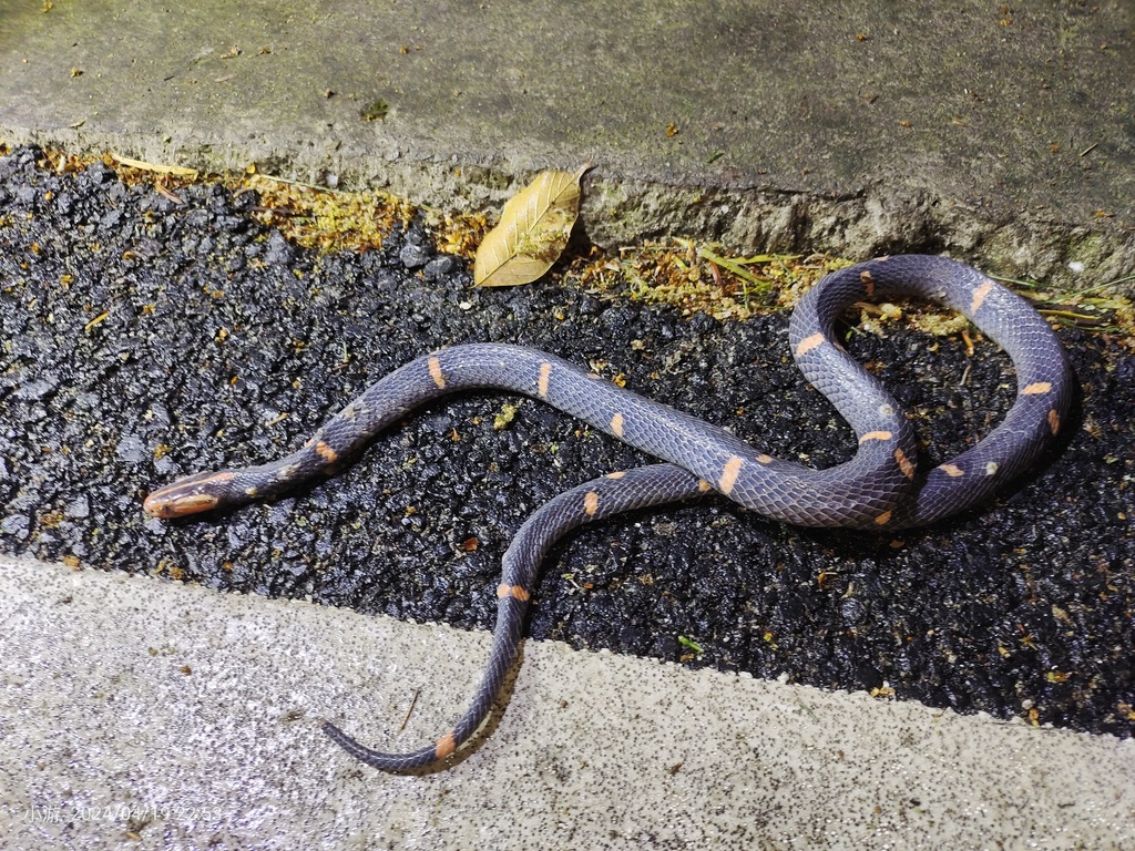 Fea's Viper from 中国云南省昆明市西山区 on April 19, 2024 at 10:53 PM by 游 ...