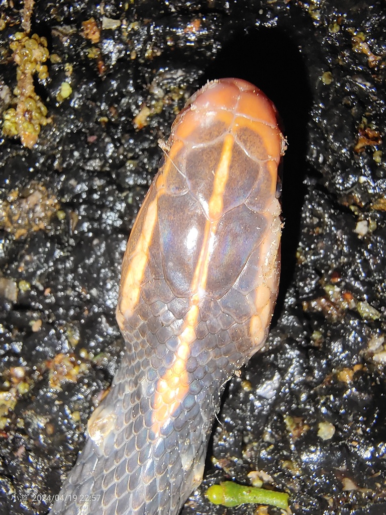 Fea's Viper (Azemiops feae) - Snakes and Lizards