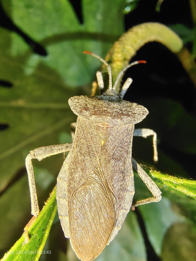 Ochrochira fusca from 中国云南省昆明市西山区 on April 19, 2024 at 11:43 PM by 游 ...