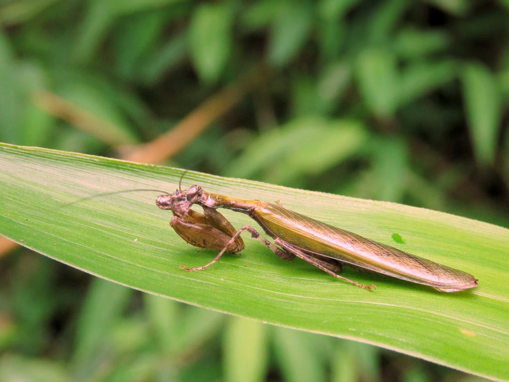 Japanese Boxer Mantis (Mantises of Malaysia,Singapore and Borneo ...