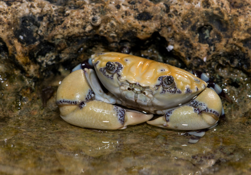 Ringed foot crab (Decapoda (crabs) of the British Indian Ocean ...