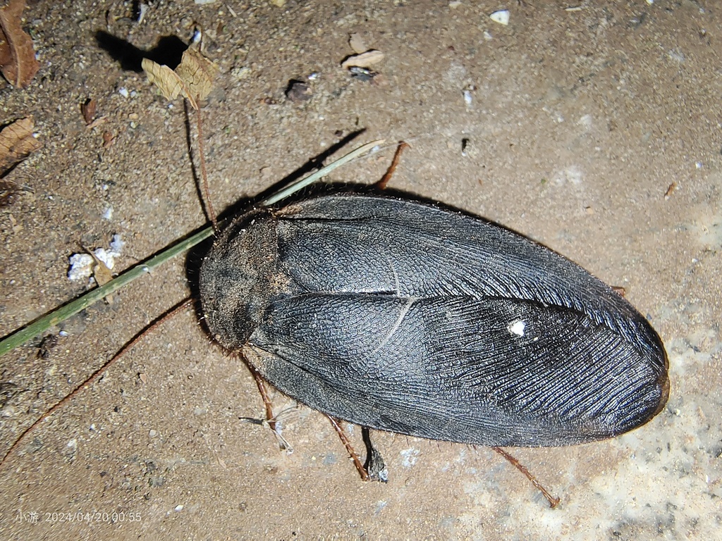 Eupolyphaga from 中国云南省昆明市西山区 on April 20, 2024 at 12:55 AM by 游 ...