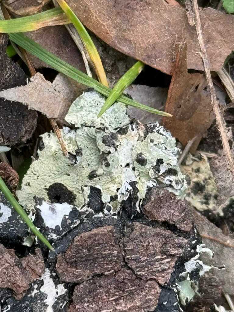 common lichens in April 2024 by transylvania_nc. ecoEXPLORE Username ...
