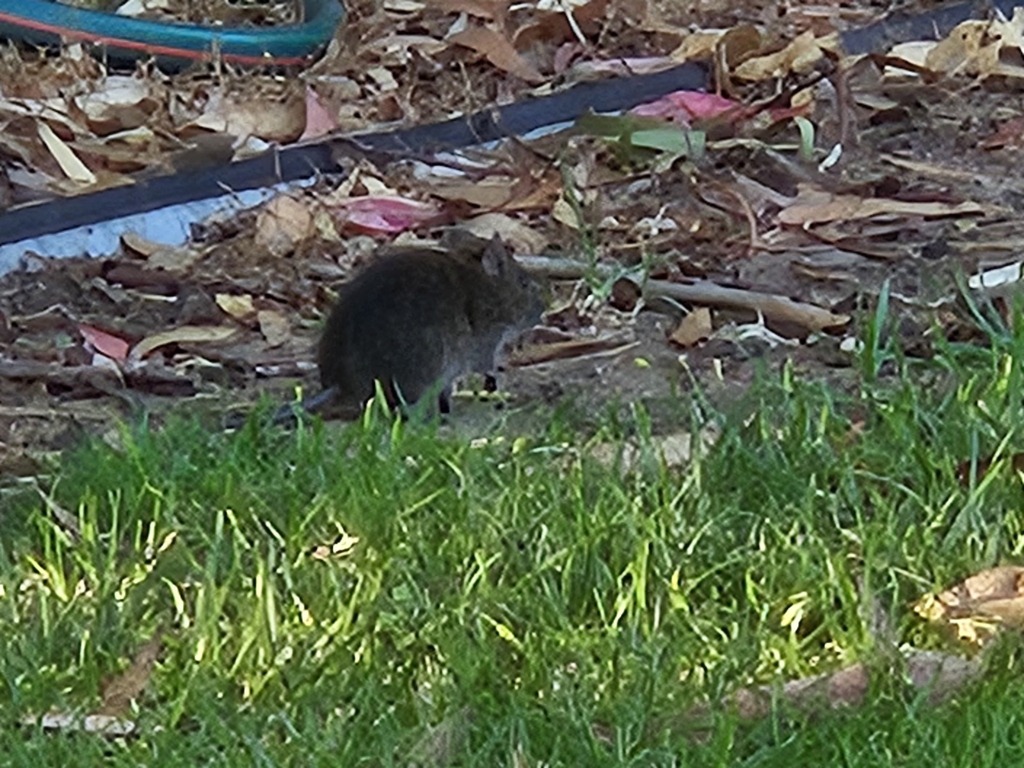 Australian Swamp Rat in April 2024 by David Spencer Muirhead. Another ...