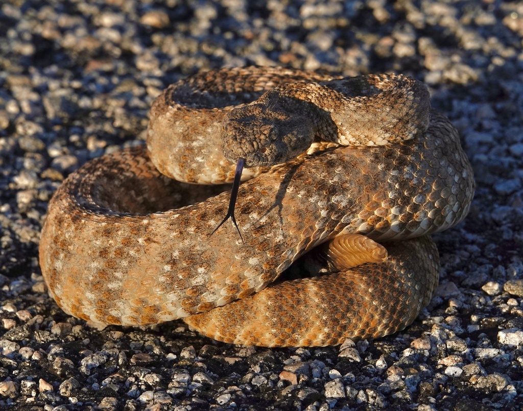 Southwestern Speckled Rattlesnake from Joshua Tree National Park, Indio ...