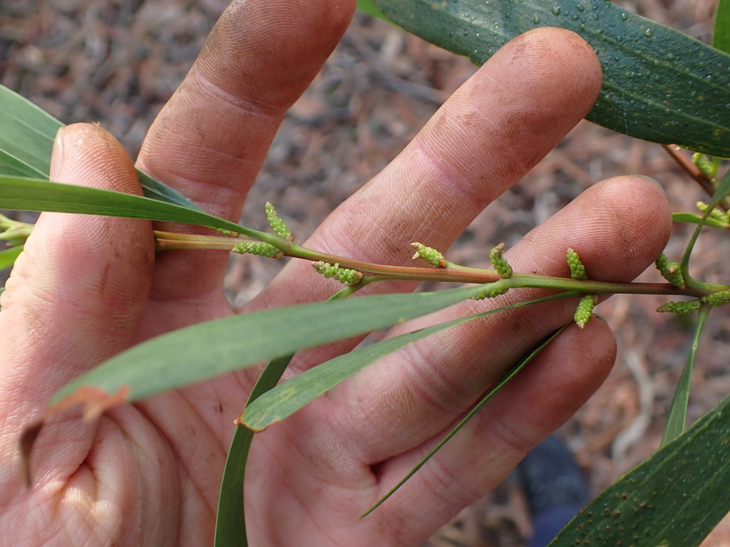 Longleaf Wattle from Melbourne VIC, Australia on April 22, 2024 at 09: ...