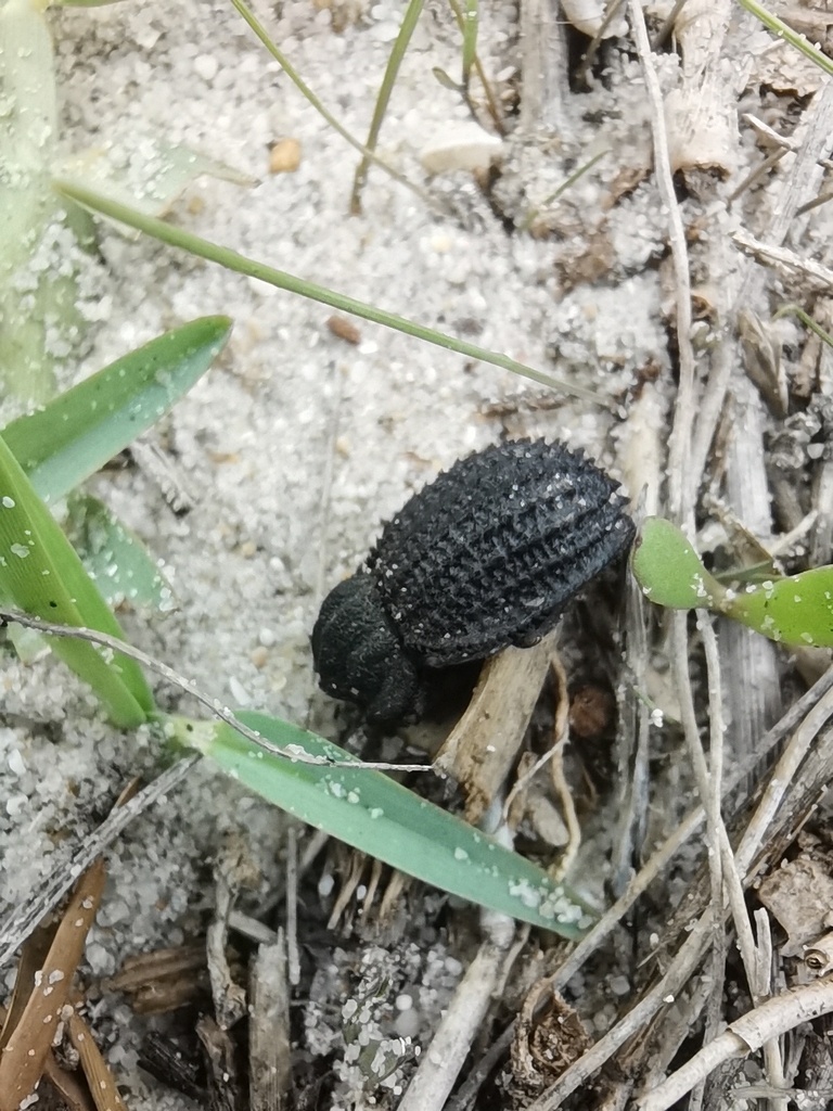 Hideous Keratin Beetle from Wolfgat Nature Reserve:Zandwolf Section on ...
