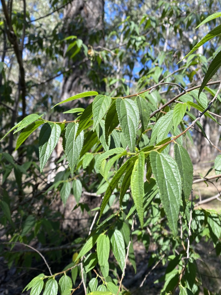 Nettle Tree from Abbotsbury, NSW, AU on April 23, 2024 at 12:38 PM by ...