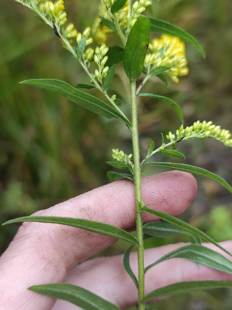 Canada goldenrod from Р1-4 (Струя), округ Шатура, Московская обл ...