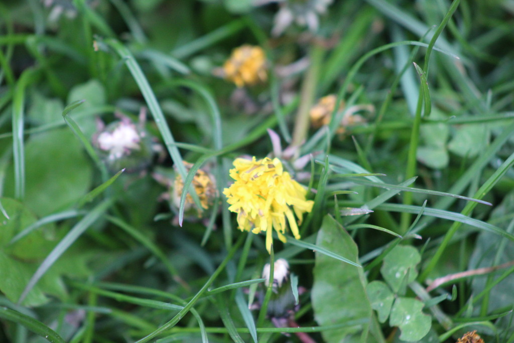 common dandelion from Chorlton-on-Medlock, Manchester, UK on April 22 ...