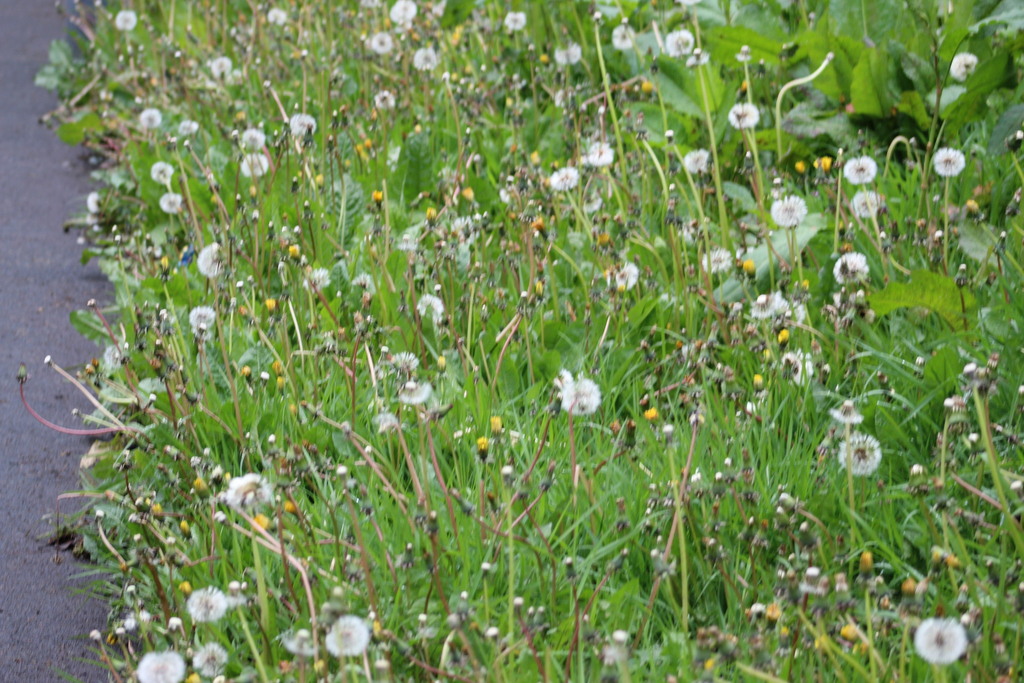common dandelion from Chorlton-on-Medlock, Manchester, UK on April 22 ...