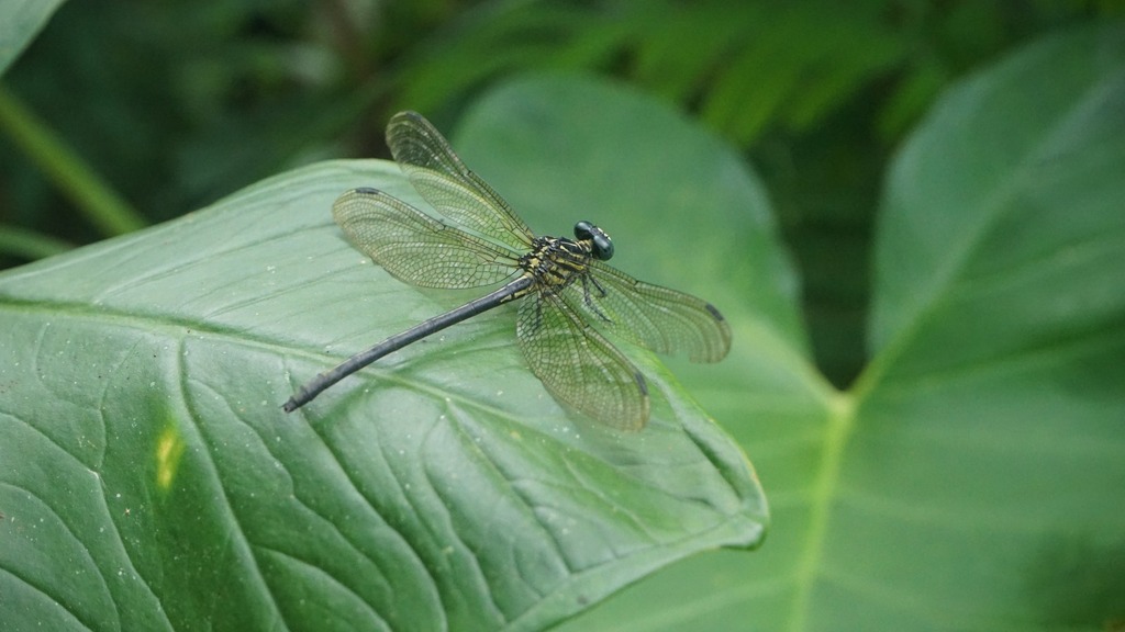 Leptogomphus lansbergei from Kulon Progo Regency, Special Region of ...