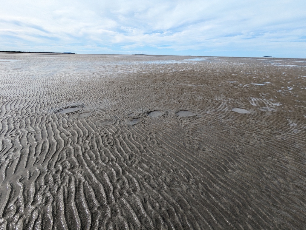Stingrays from Isaac, QLD, Australia on April 19, 2024 at 02:51 PM by ...
