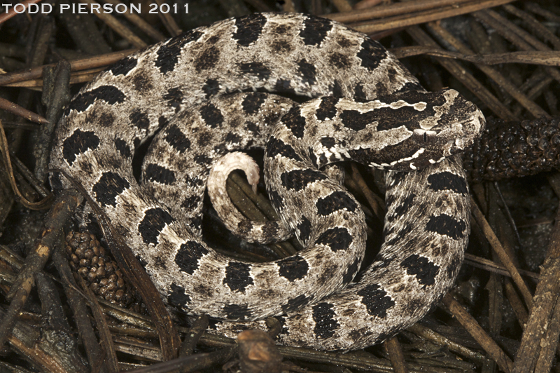 Pigmy Rattlesnake (Gulf Islands National Seashore Reptiles) · iNaturalist
