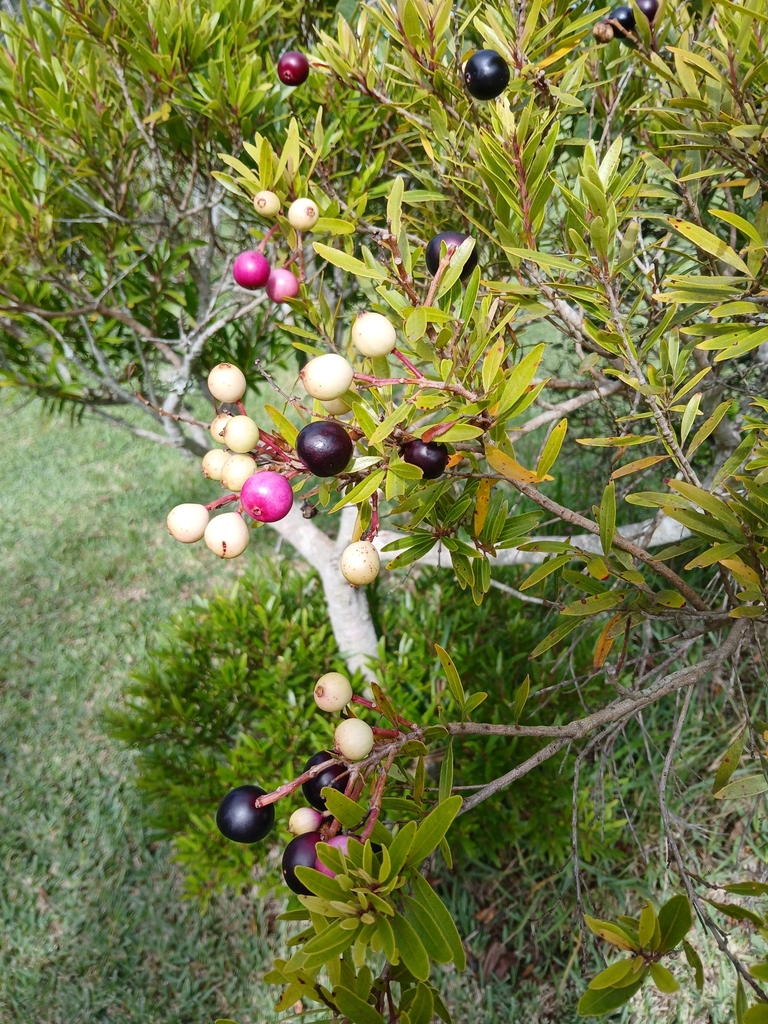 Pondo Waterberry from Bushmans River, Boesmansriviermond, 6190, South ...