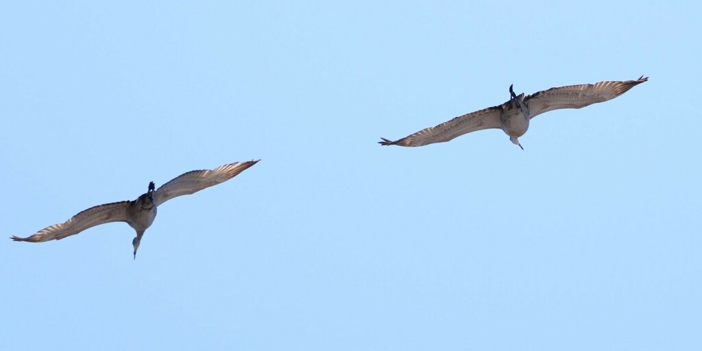 Sandhill Crane from District Rural de Chaleur, NB, Canada on April 22 ...