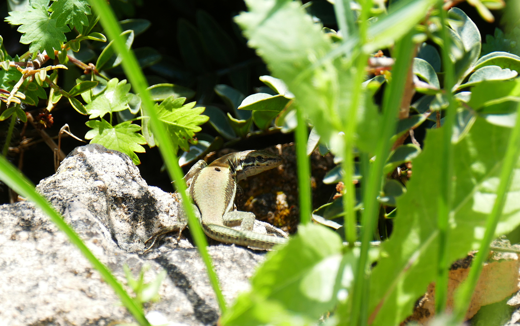Troodos Rock Lizard from Agios Georgios Pegeias, Peyia, Cipro on April ...