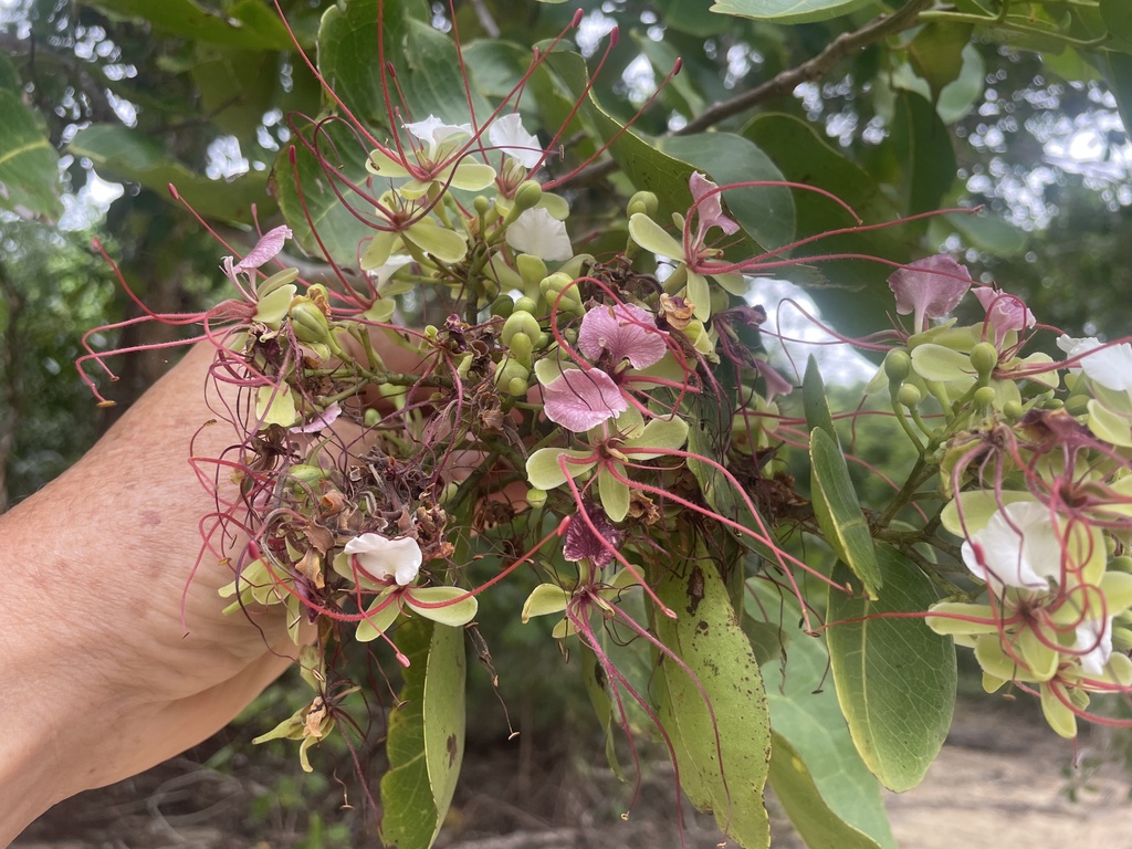 Ipil from Wongaling Beach, QLD, AU on April 21, 2024 at 03:50 PM by ...