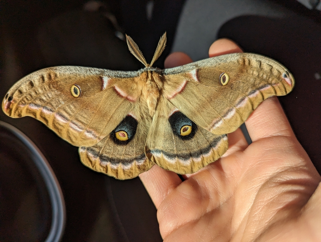 Polyphemus Moth from South Perry, Indianapolis, IN, USA on April 21 ...