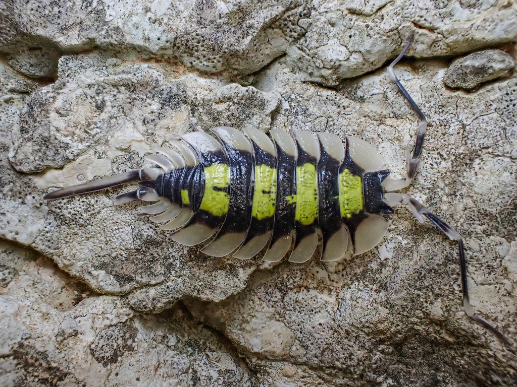 Giant Spanish Isopod in April 2024 by marcaguilar · iNaturalist