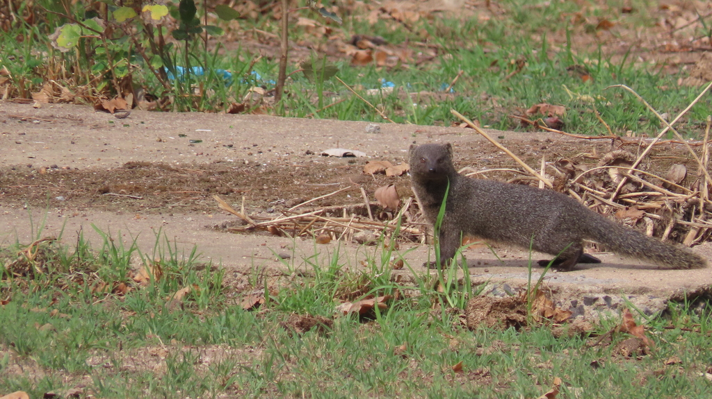 Cape Grey Mongoose from Mamre, Cape Town, 7347, South Africa on April ...