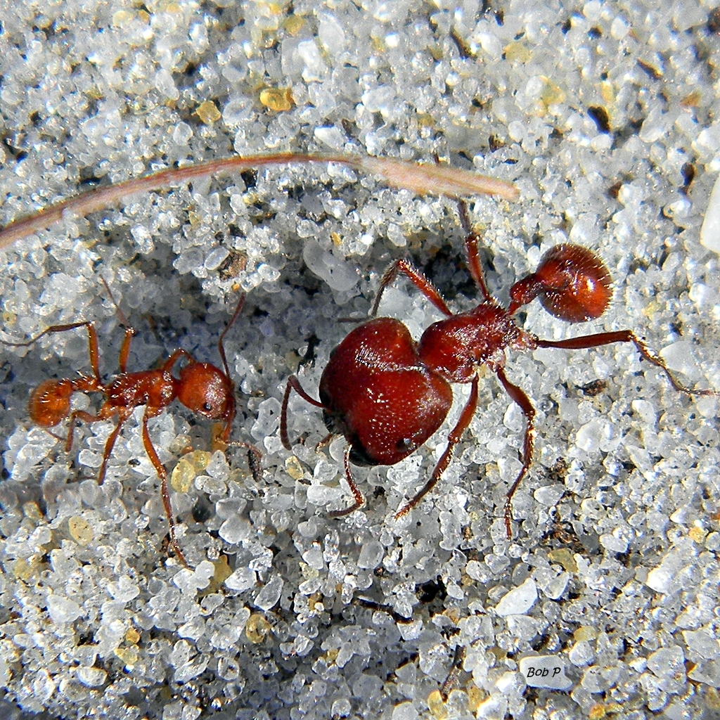 Florida Harvester Ant (Gulf Islands National Seashore Entomology ...