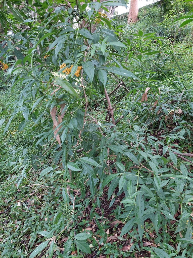 native elderberry from Teneriffe QLD 4005, Australia on April 23, 2024 ...