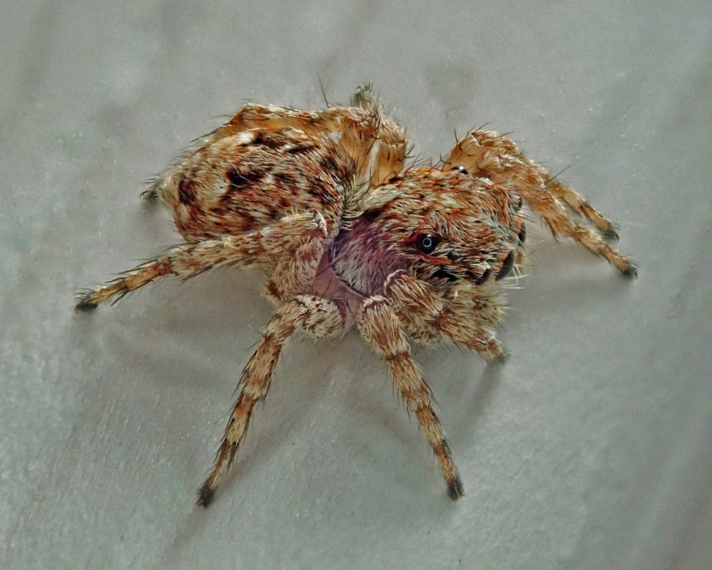 Asiatic Wall Jumping Spider from Salem, NH 03079, USA on April 23, 2024 ...