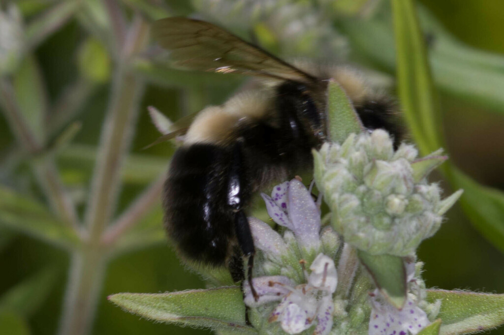 Rusty-patched Bumble Bee in August 2023 by Terry Miesle · iNaturalist