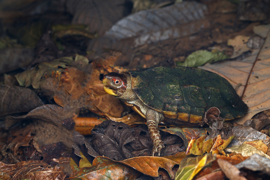 Cane Turtle in January 2023 by David Raju · iNaturalist