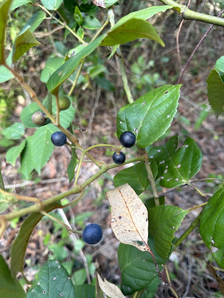Kangaroo Vine from Glenrock State Conservation Area, Whitebridge, NSW, AU on February 26, 2024 ...