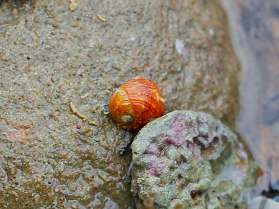 Maru-amaobune from Port Hedland, Western Australia, Australia on April ...