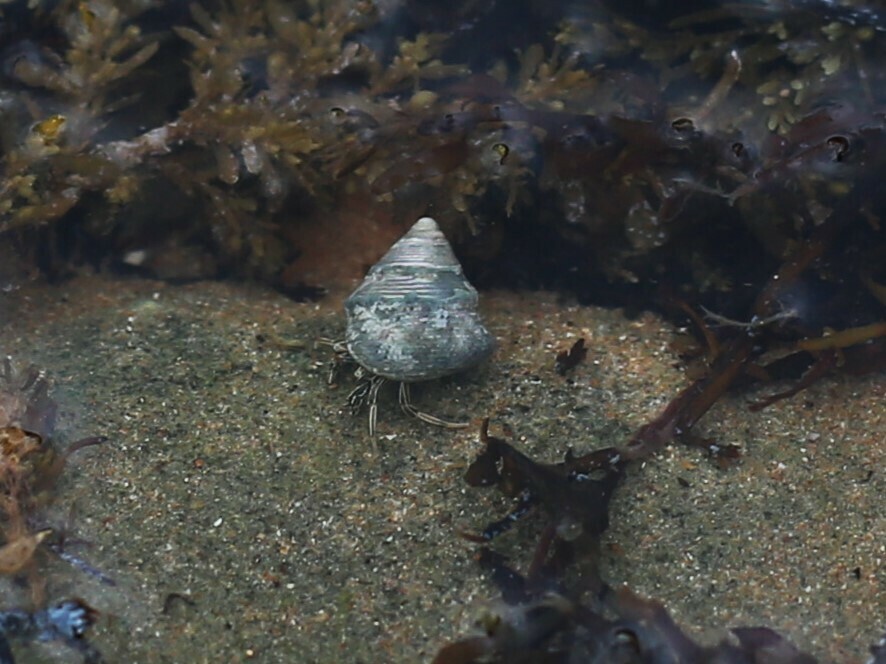Calthalotia from Port Hedland, Western Australia, Australia on April 8 ...