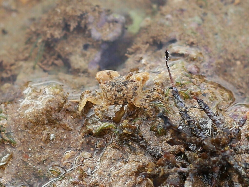 Macrophthalmidae from Port Hedland WA 6721, Australia on April 8, 2024 ...