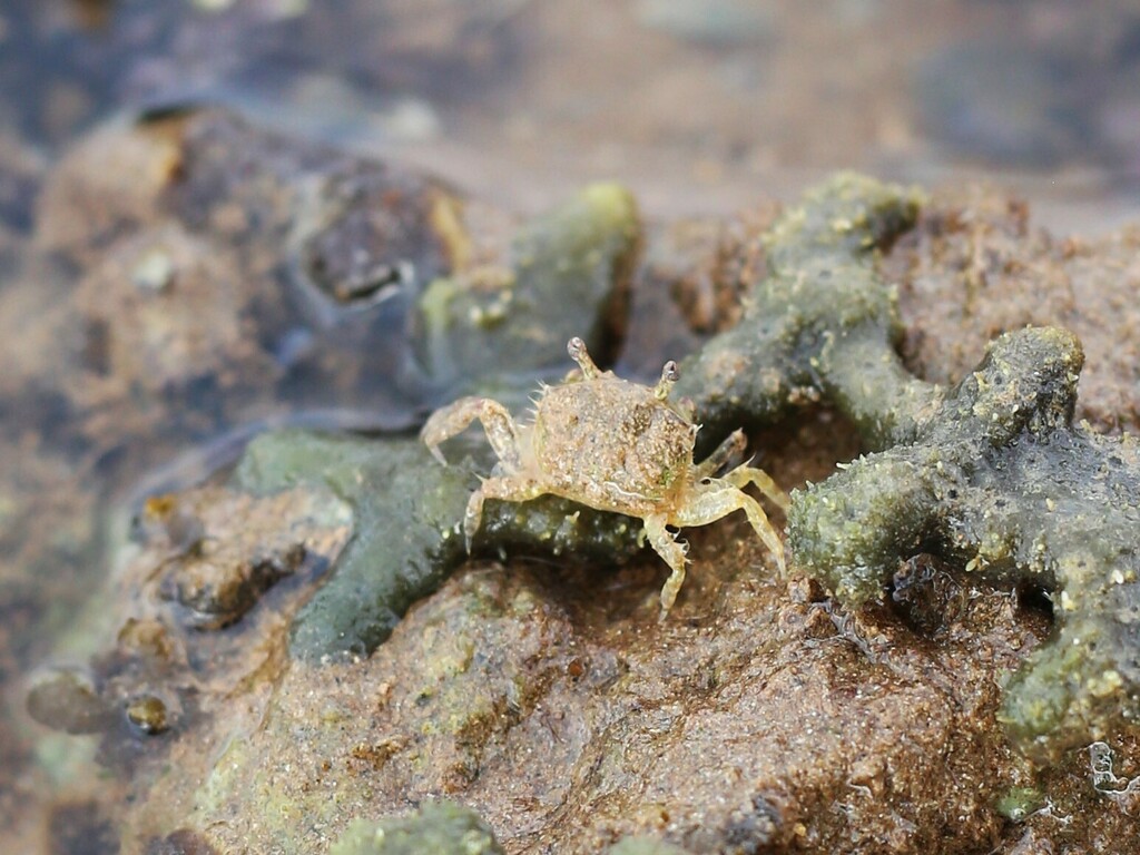 Macrophthalmidae from Port Hedland WA 6721, Australia on April 8, 2024 ...
