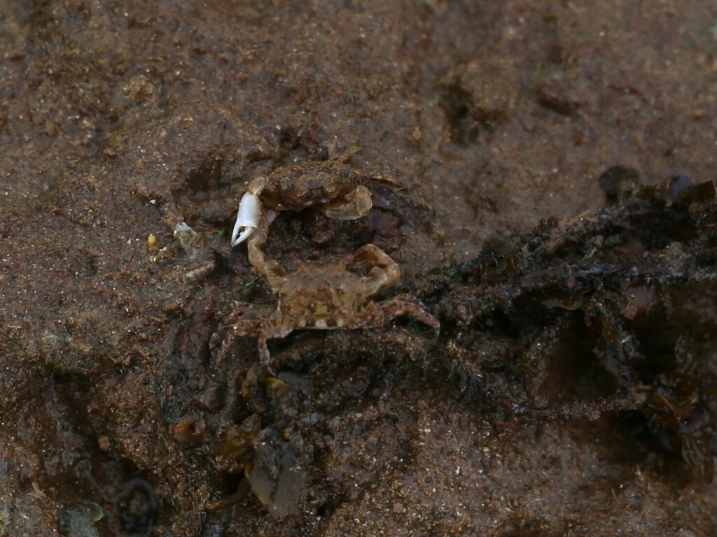 Macrophthalmidae from Port Hedland WA 6721, Australia on April 8, 2024 ...