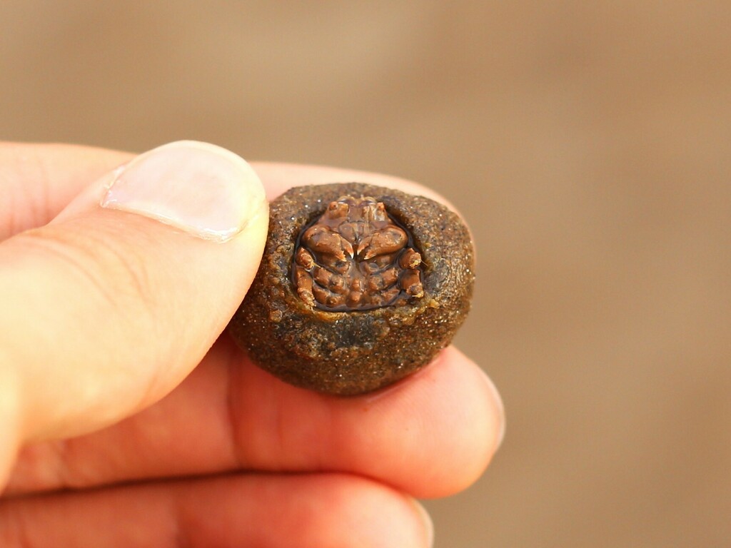 Cryptodromia from Port Hedland, WA, Australia on April 8, 2024 at 05:06 ...