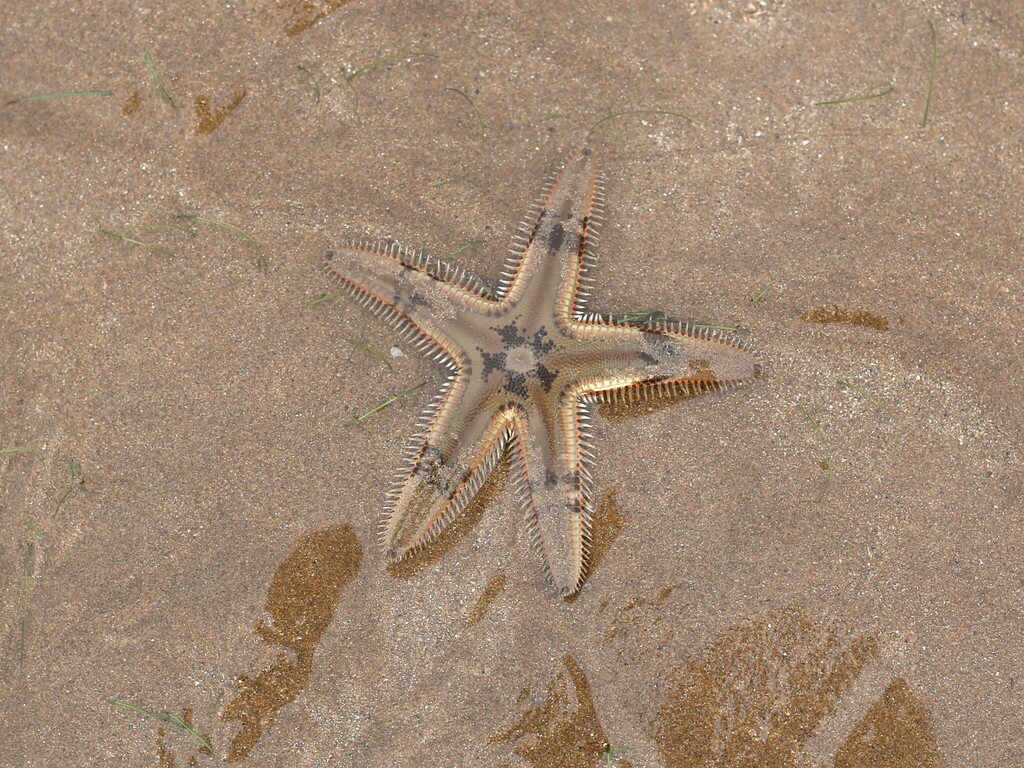 Astropecten from Port Hedland, WA, Australia on April 8, 2024 at 05:08 ...