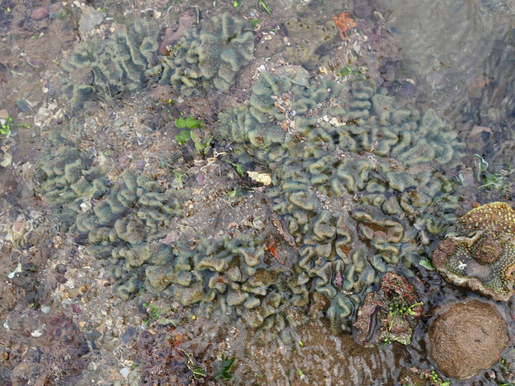 Cabbage Leather-Coral from Port Hedland WA 6721, Australia on April 8 ...