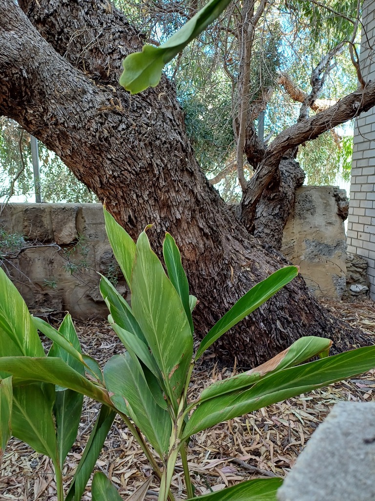 Tuart from Perth WA, Australia on April 20, 2024 at 12:33 PM by ...